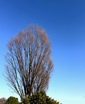 今年最後の当選: Rongo-Rongo