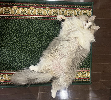 彼方の鼻洗浄: Rongo-Rongo