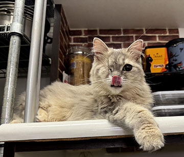 キッチン大好き: Rongo-Rongo